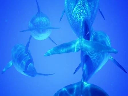 Images — DeepAcoustics