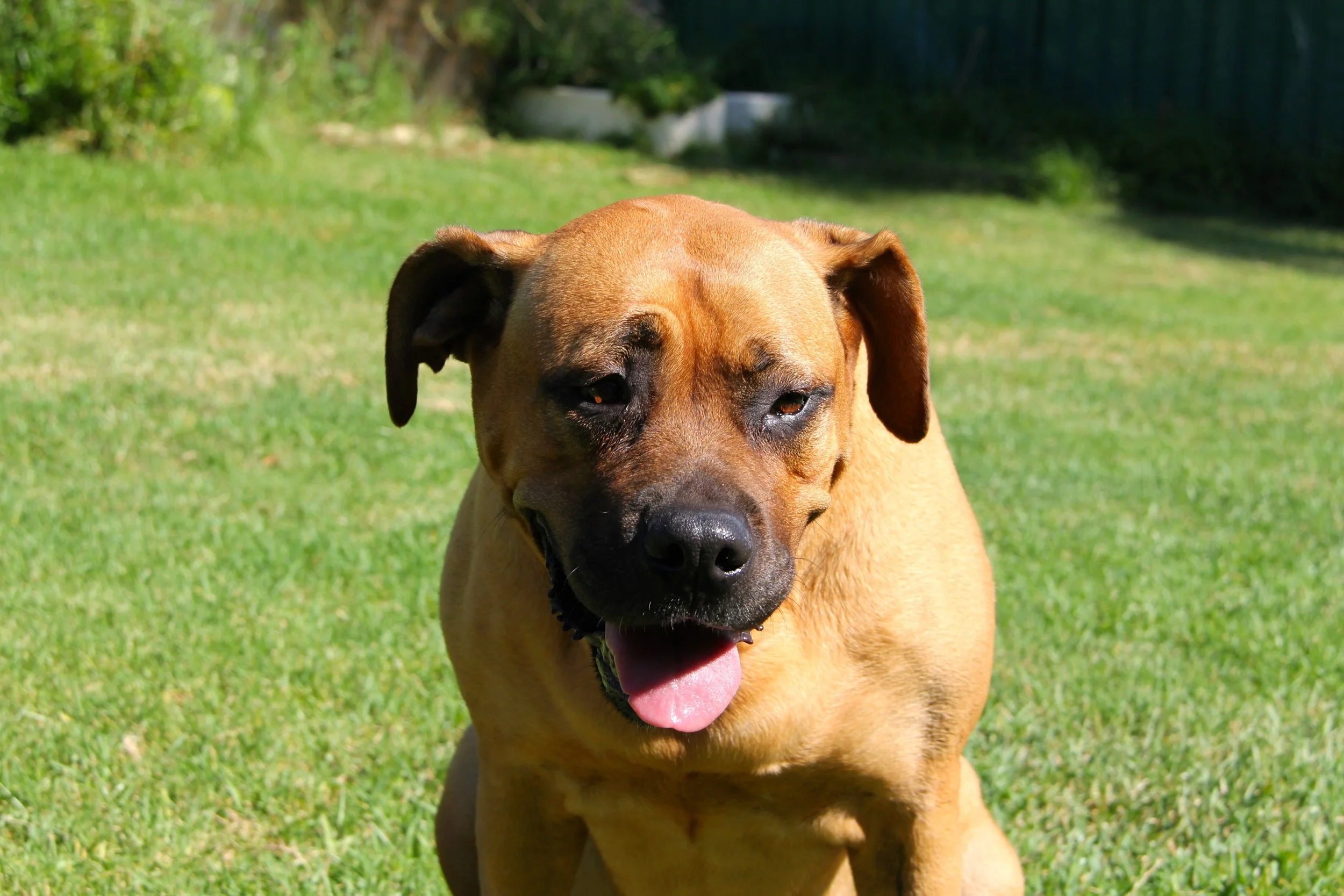 Is A Bull Arab Dog Dangerous