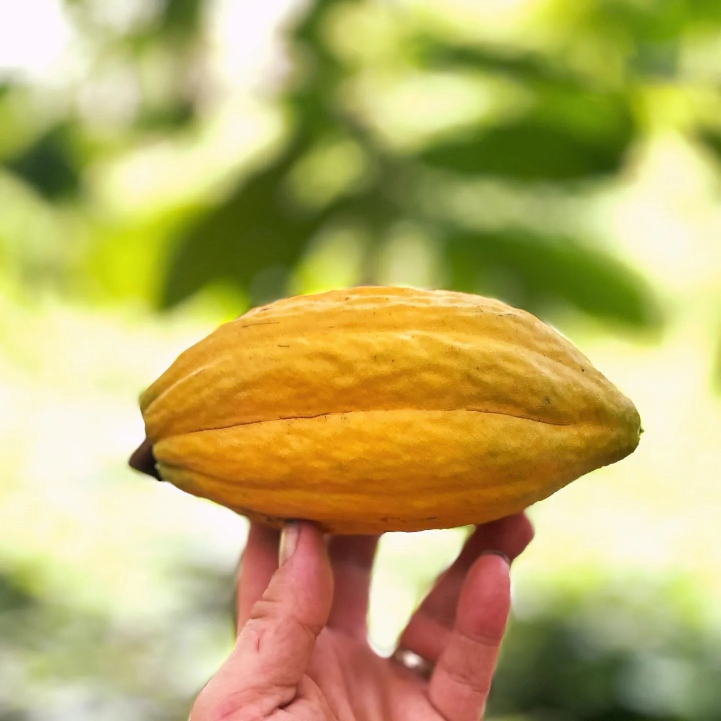 Coco Caravan Vegan Chocolate Makers - Gold Medal Winners