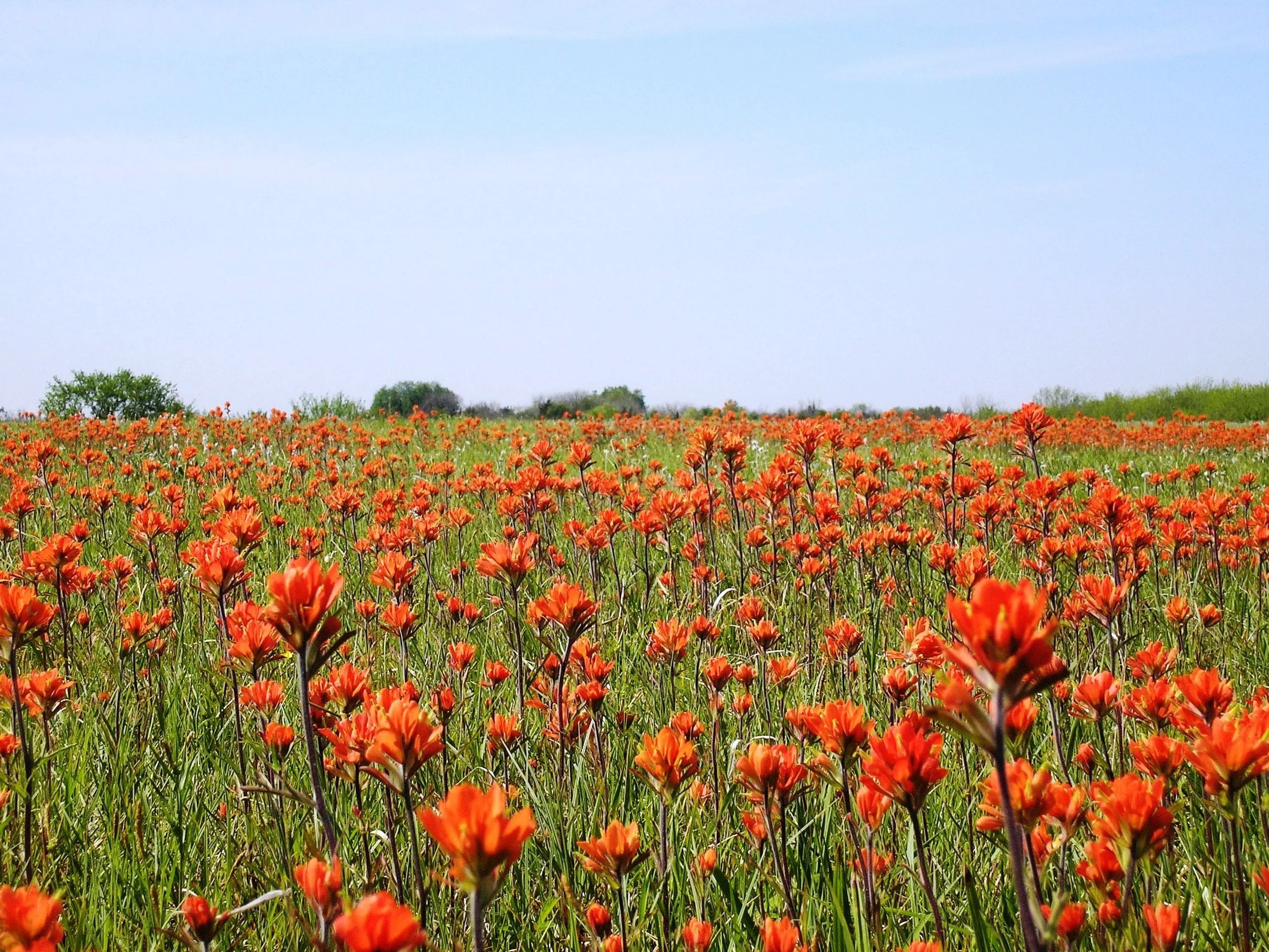 Paintbrush Prairie — Kansas Land Trust