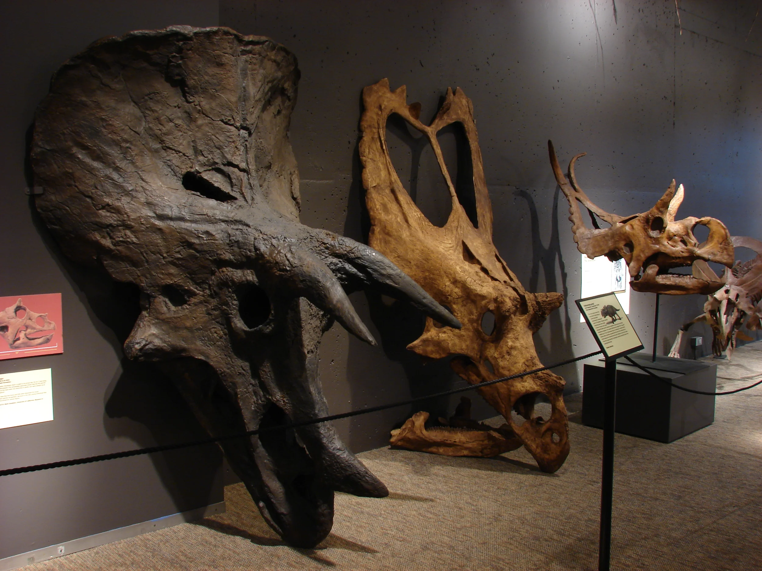 Diabloceratops Skeleton