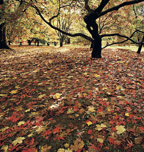 Turning leaves: why they change colour and where to see them | The ...