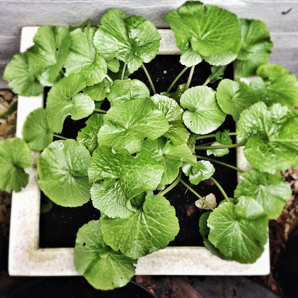 Pottering in the potting shed: | The Simple Things
