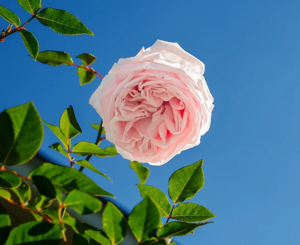 Homemade rose face cream | The Simple Things