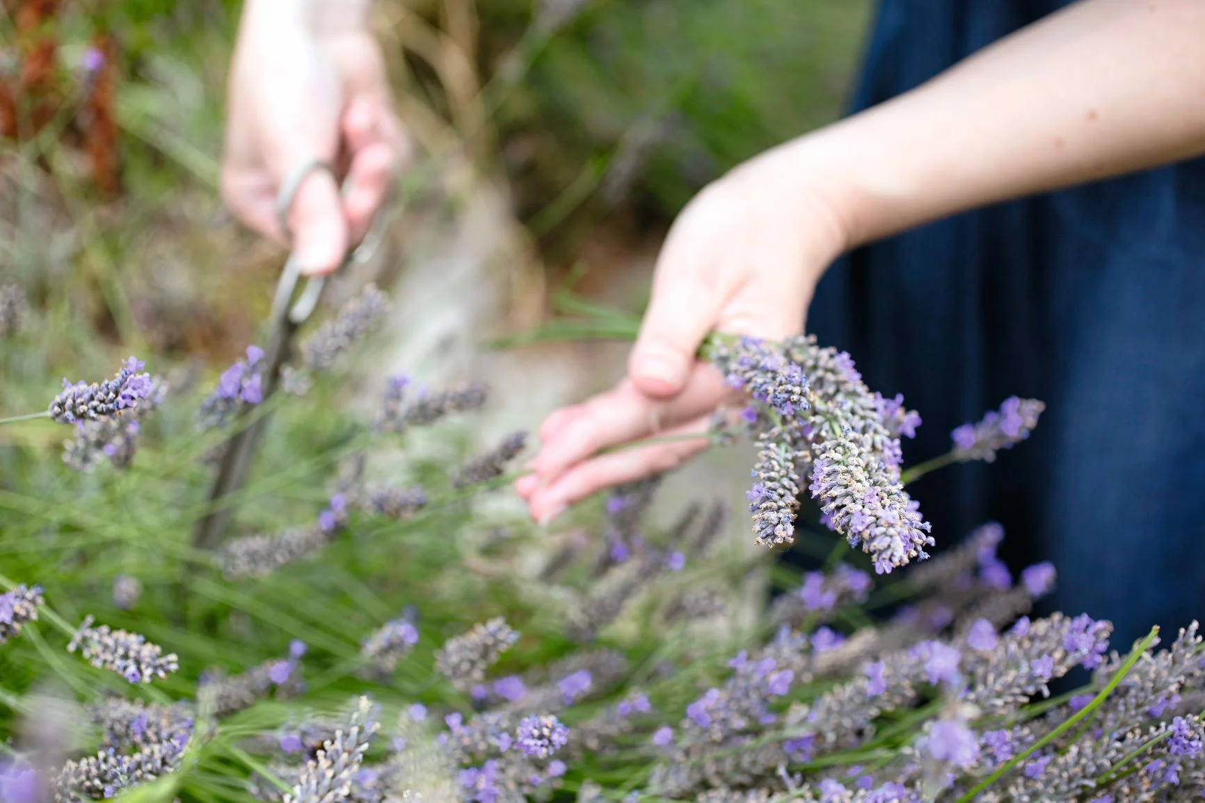 Science | why lavender calms | The Simple Things