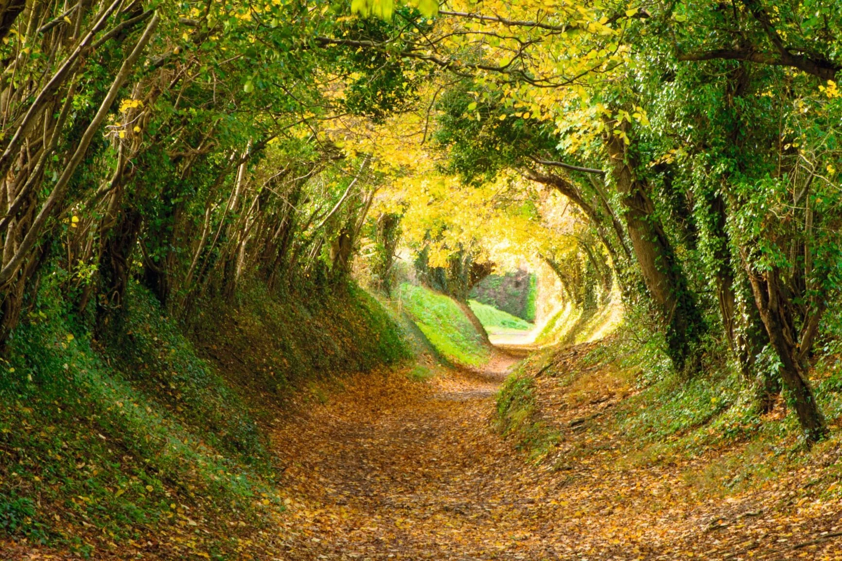 Nature Tree Tunnels The Simple Things Nature Tree Tunnels The Simple Things