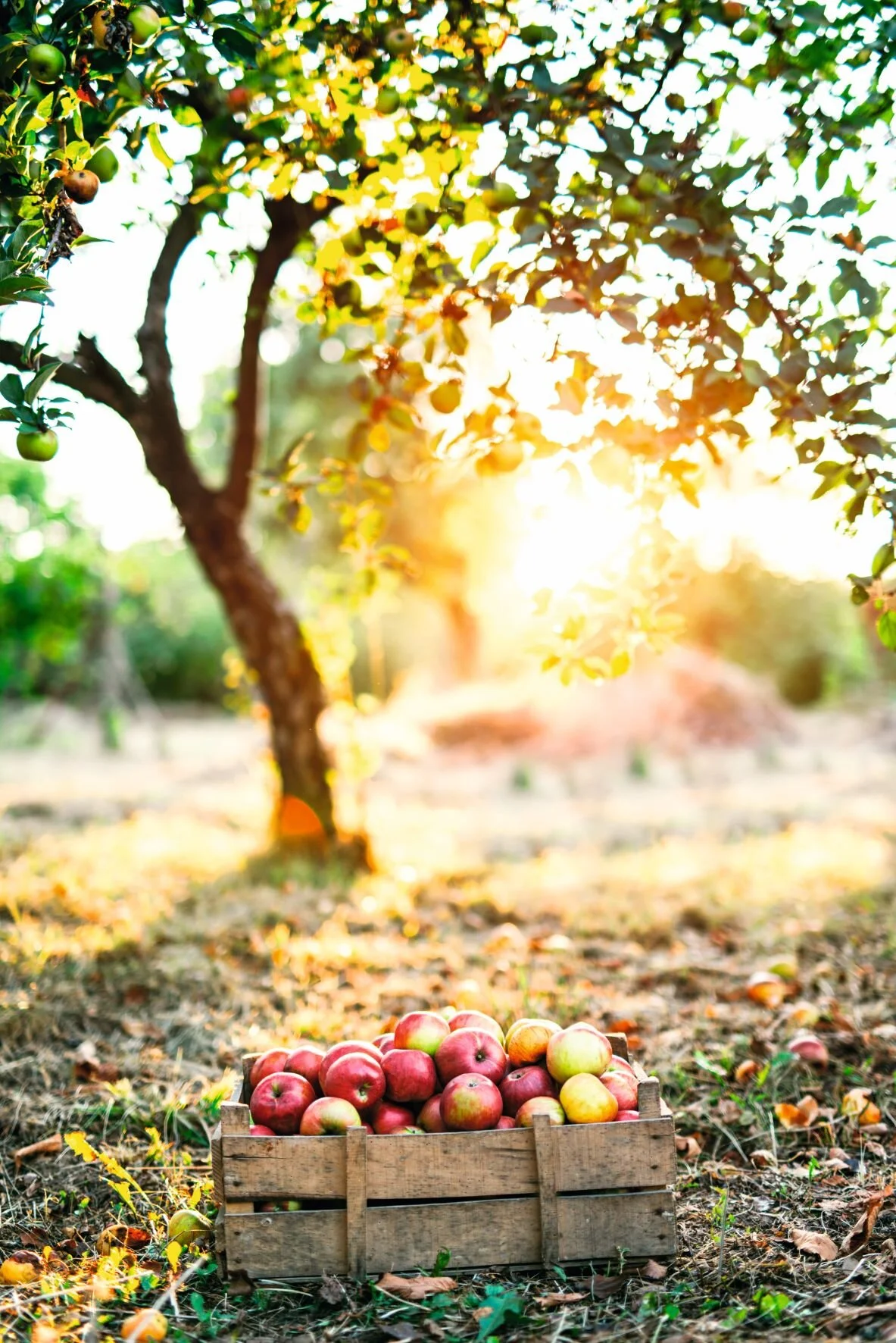 Etymology | Scrumping | The Simple Things