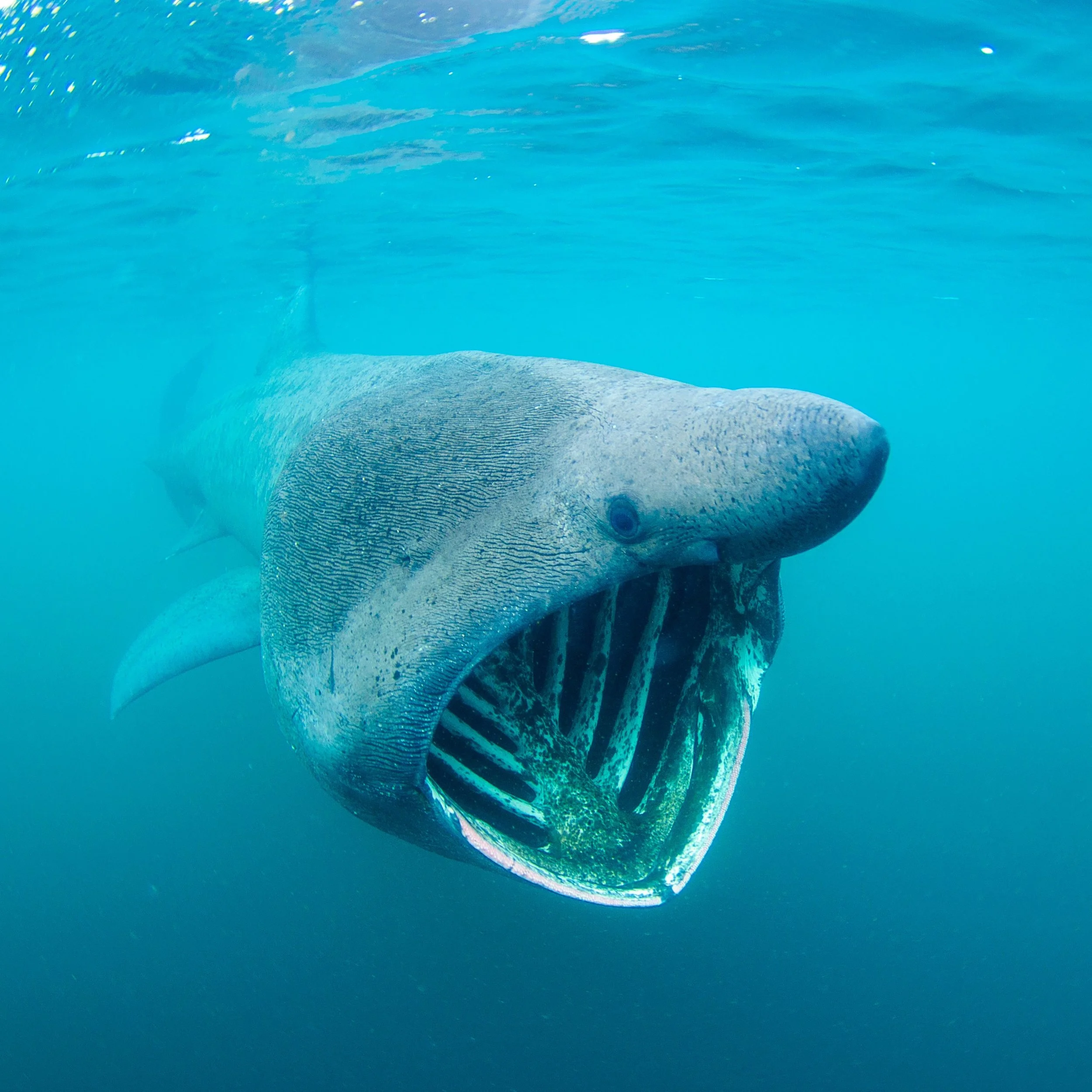 Sponsored post | Basking Shark Scotland | The Simple Things
