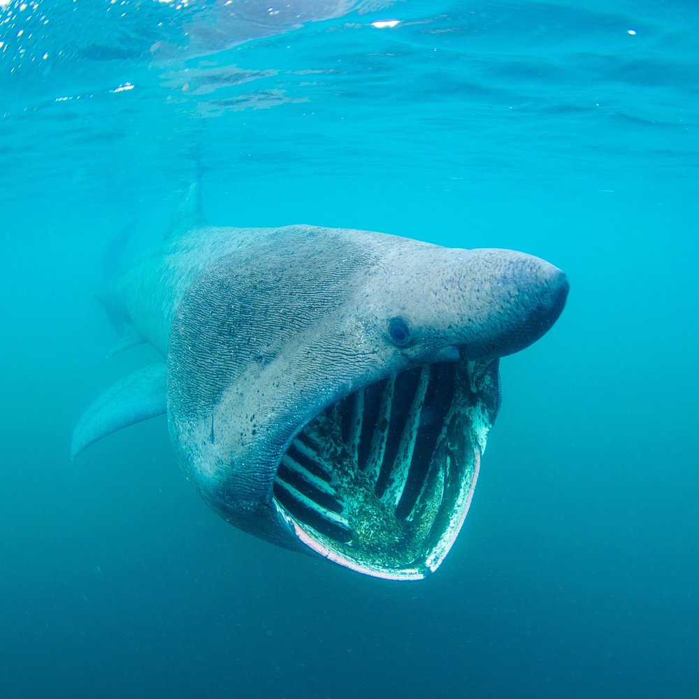 Sponsored post | Basking Shark Scotland | The Simple Things