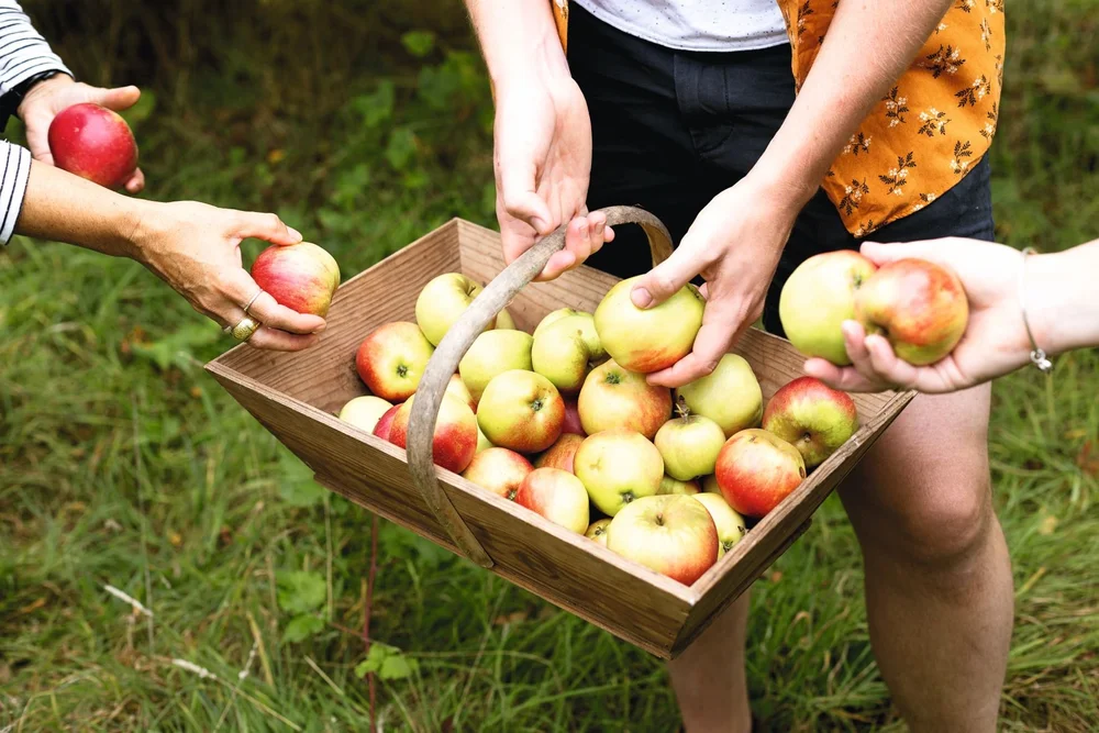 Primer | Know Your Apples | The Simple Things