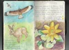 How To | Keep a Nature Diary | The Simple Things