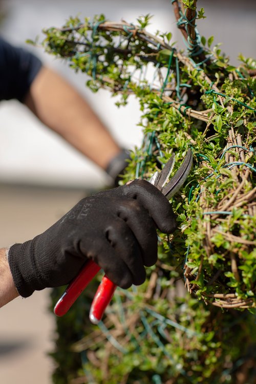 Try Out | Cloud Pruning | The Simple Things