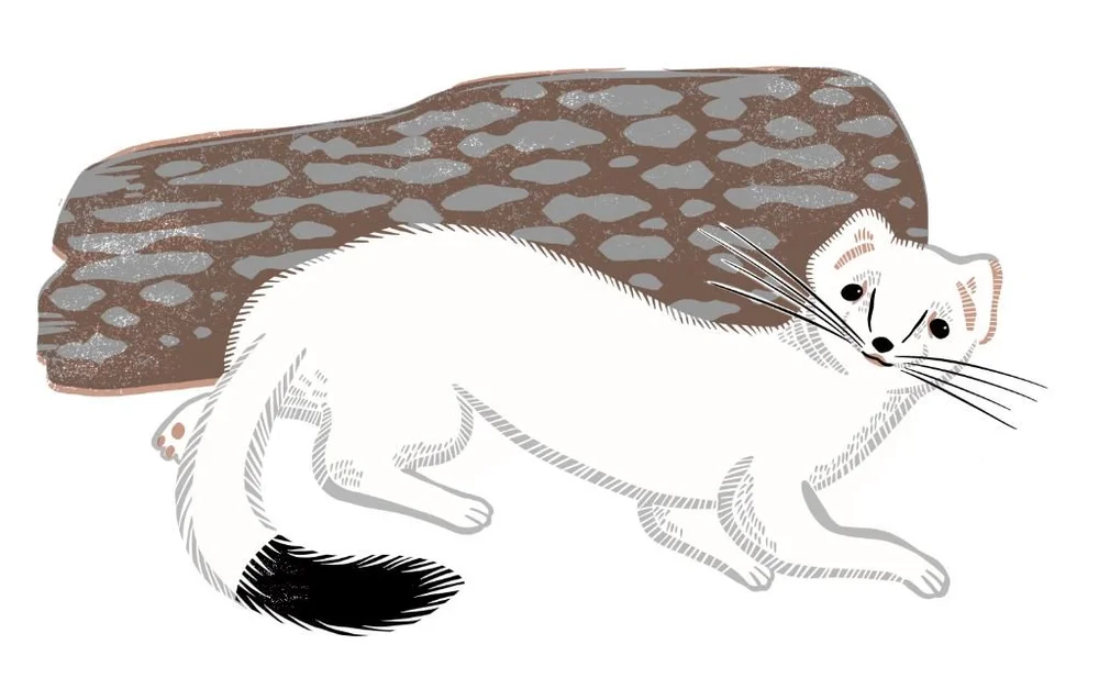 Magical Creatures | Weasels vs Stoats | The Simple Things