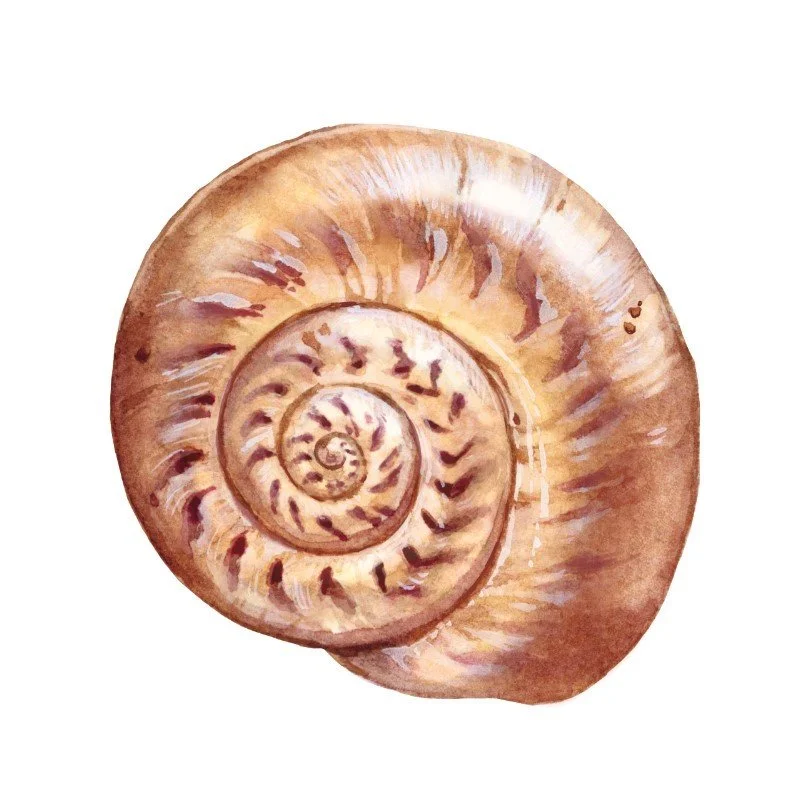 Nature studies | How spiral shells are made | The Simple Things