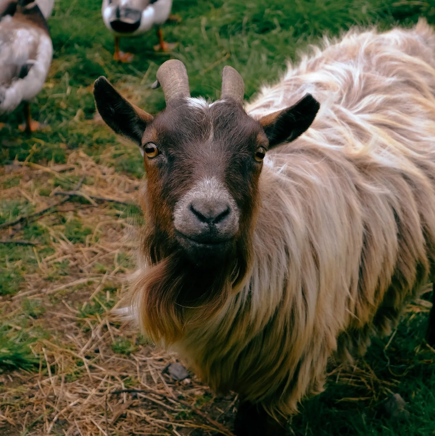 Sponsored Post | Meet the Team at Collacott Farm | The Simple Things