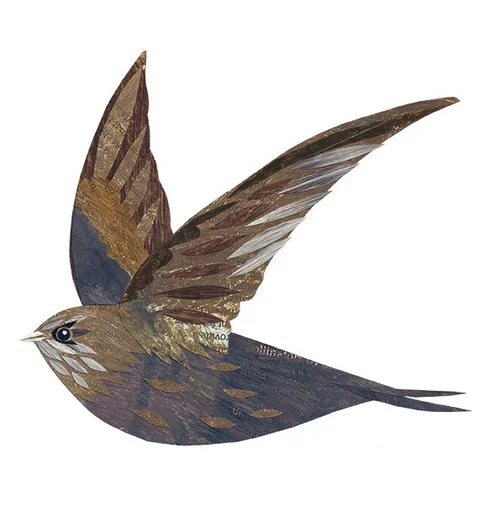Birdwatch | The Swift | The Simple Things