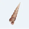 Nature studies | How spiral shells are made | The Simple Things
