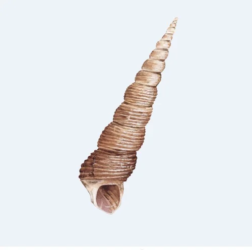 Nature studies | How spiral shells are made | The Simple Things