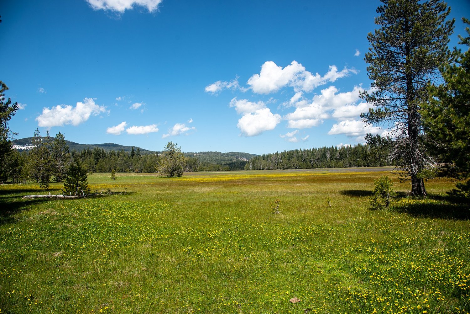 Burney Gardens Protected Forever & Returned to the Pit River Tribe ...