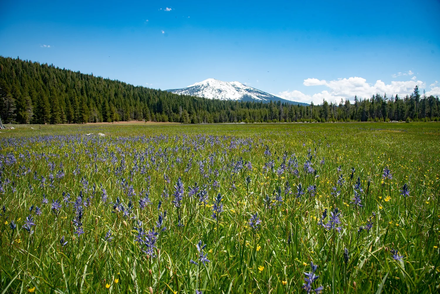 Burney Gardens Protected Forever & Returned to the Pit River Tribe ...