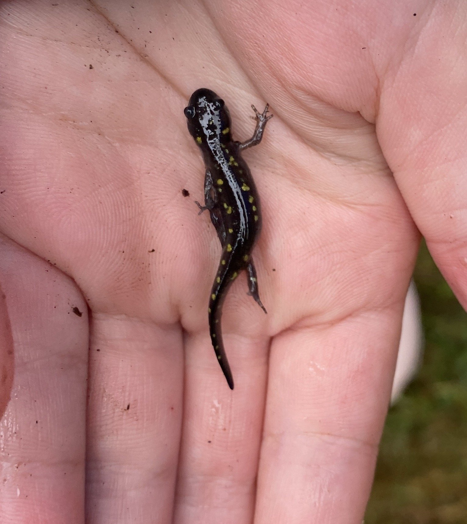Are Spotted Salamanders Amphibians
