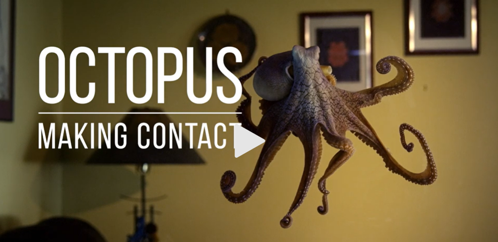 Safari Journal — Worldwide Safari Guide