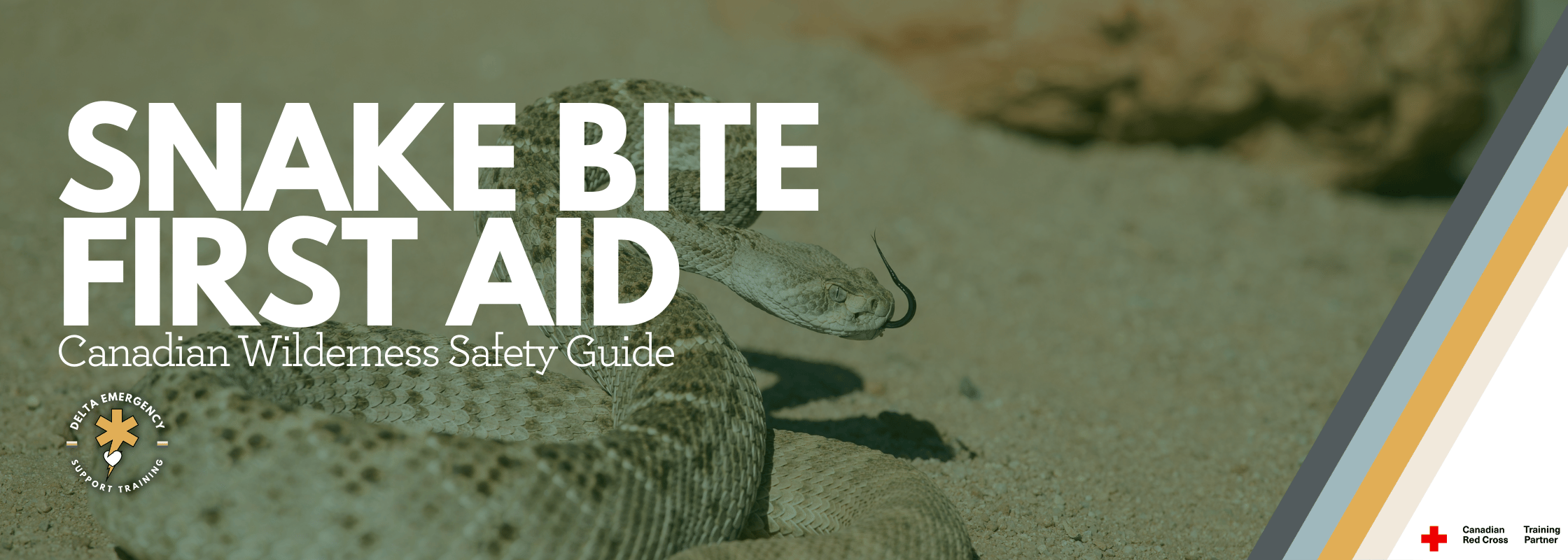 Snake Bites in Canada: How to Identify, Treat, and Prevent Venomous ...