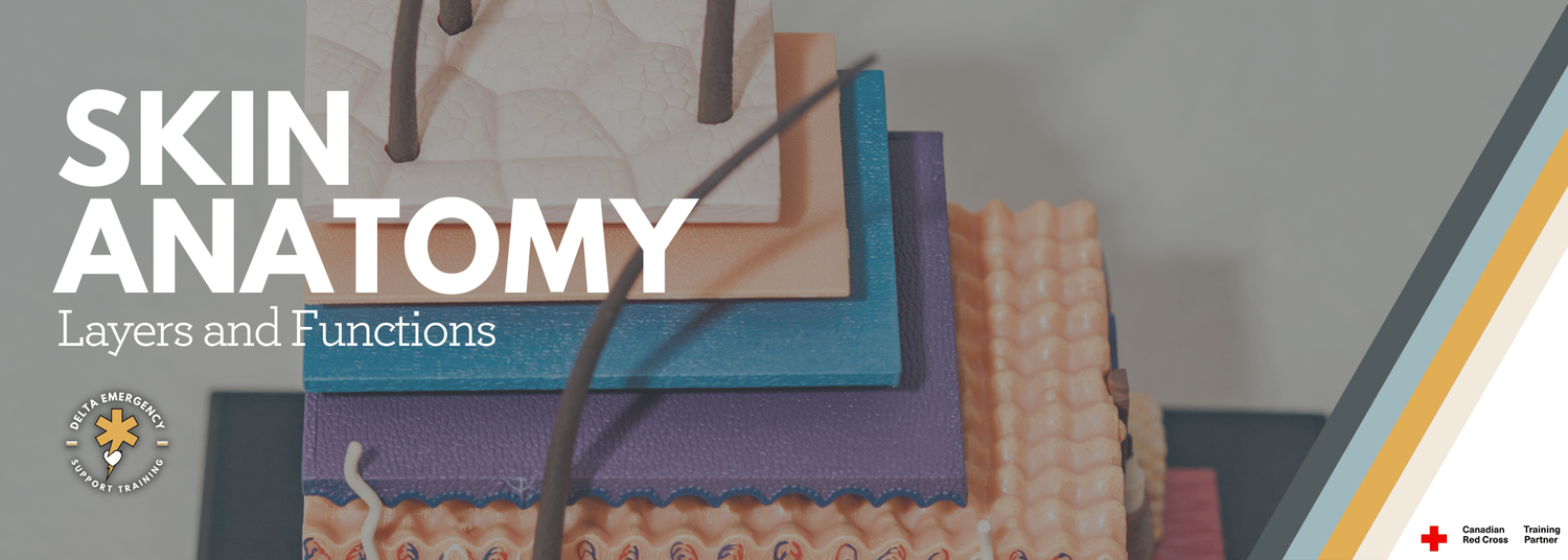 A First Responder’s Guide to Skin Anatomy and Injury Treatment — Delta ...