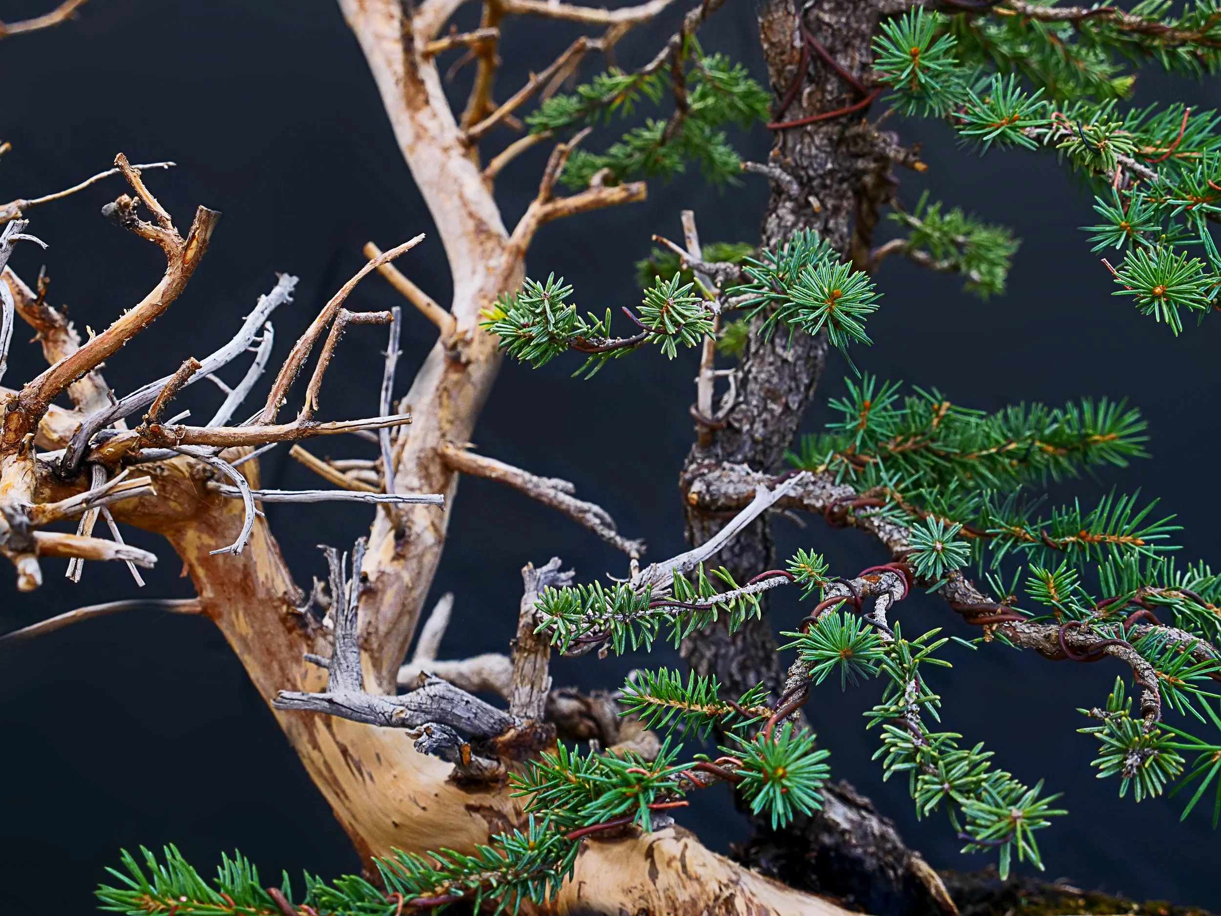 Shop Bonsai Trees — First Branch Bonsai