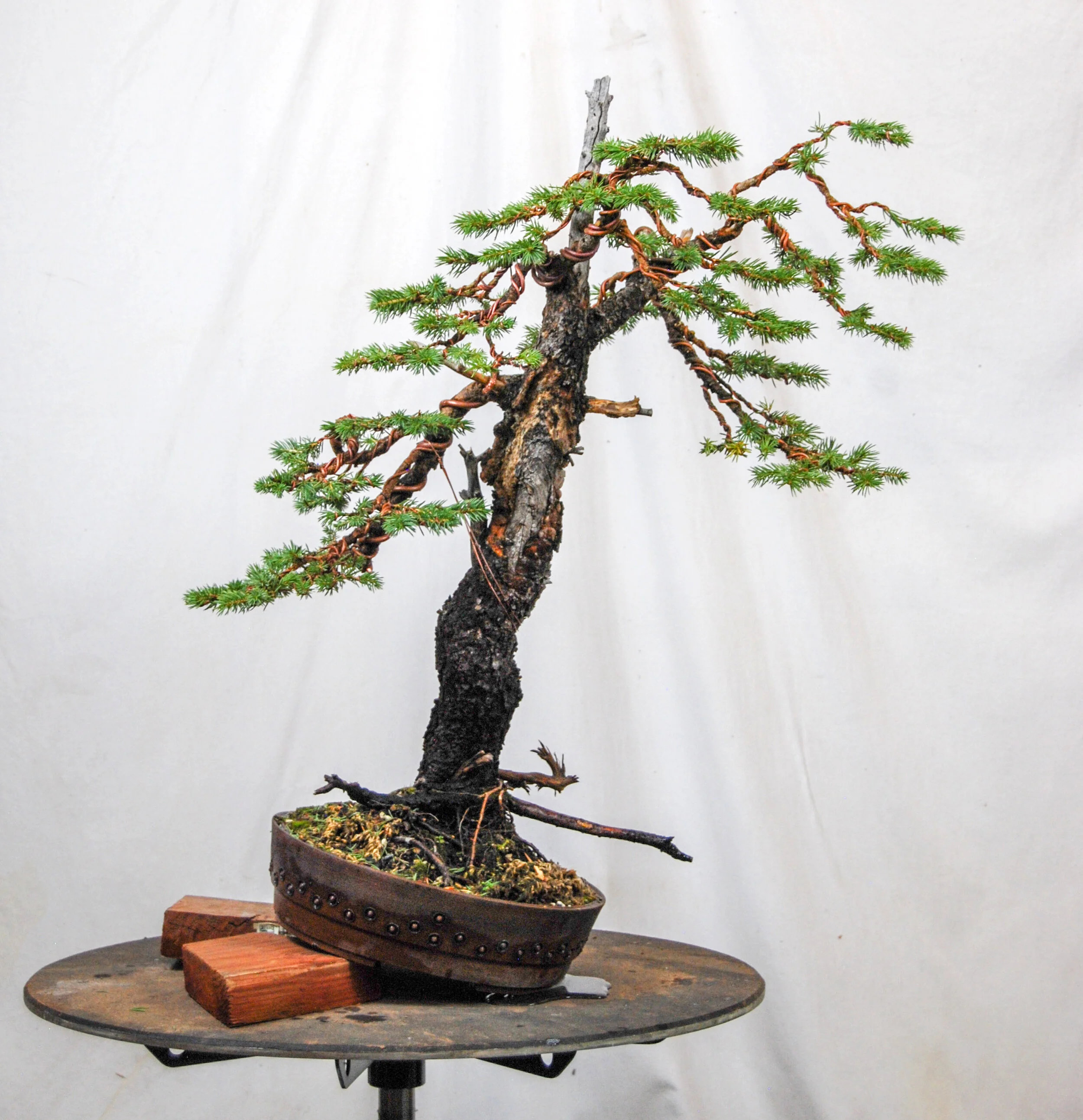 Description — First Branch Bonsai