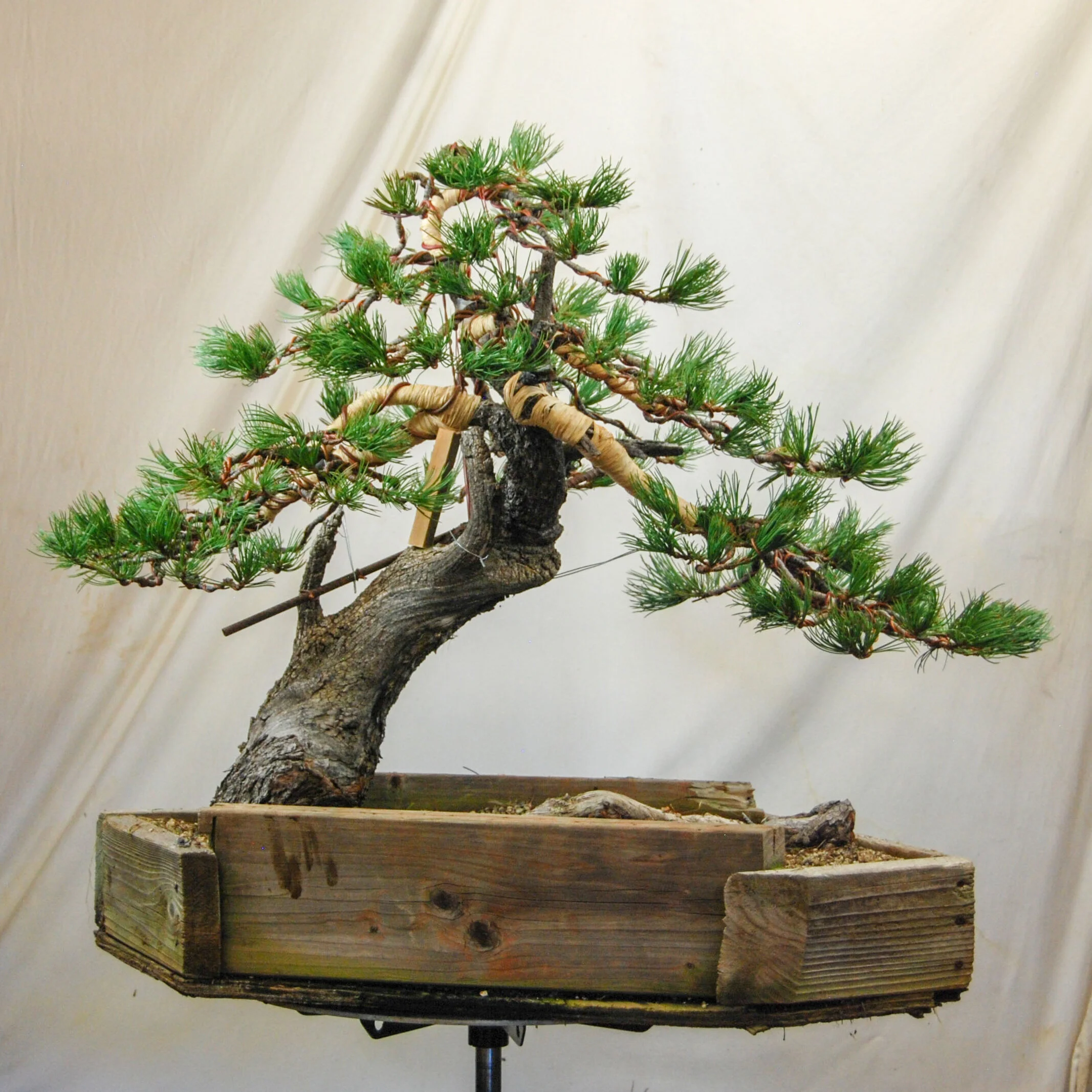 Description — First Branch Bonsai