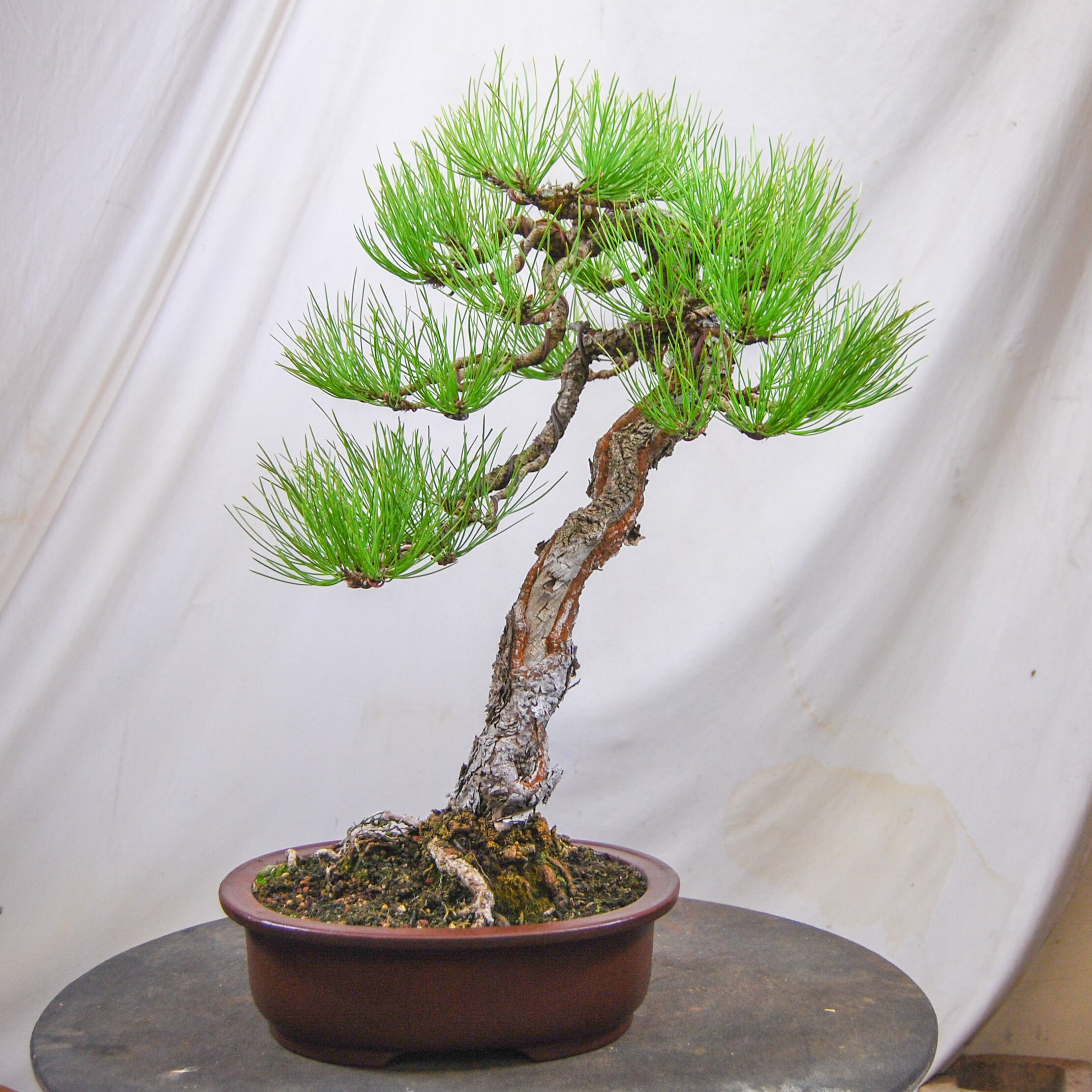 Description — First Branch Bonsai