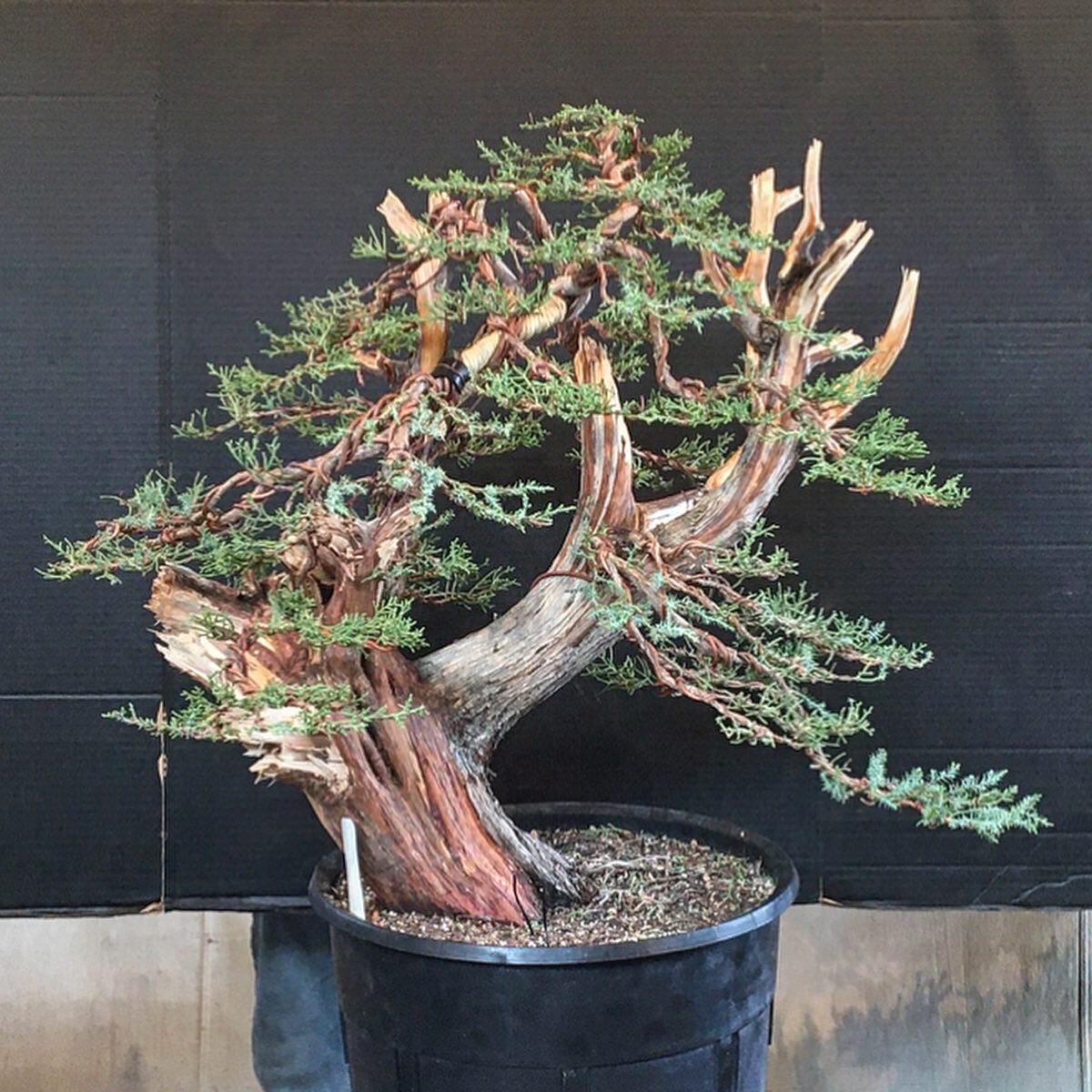 Description — First Branch Bonsai
