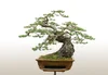 First Branch Bonsai