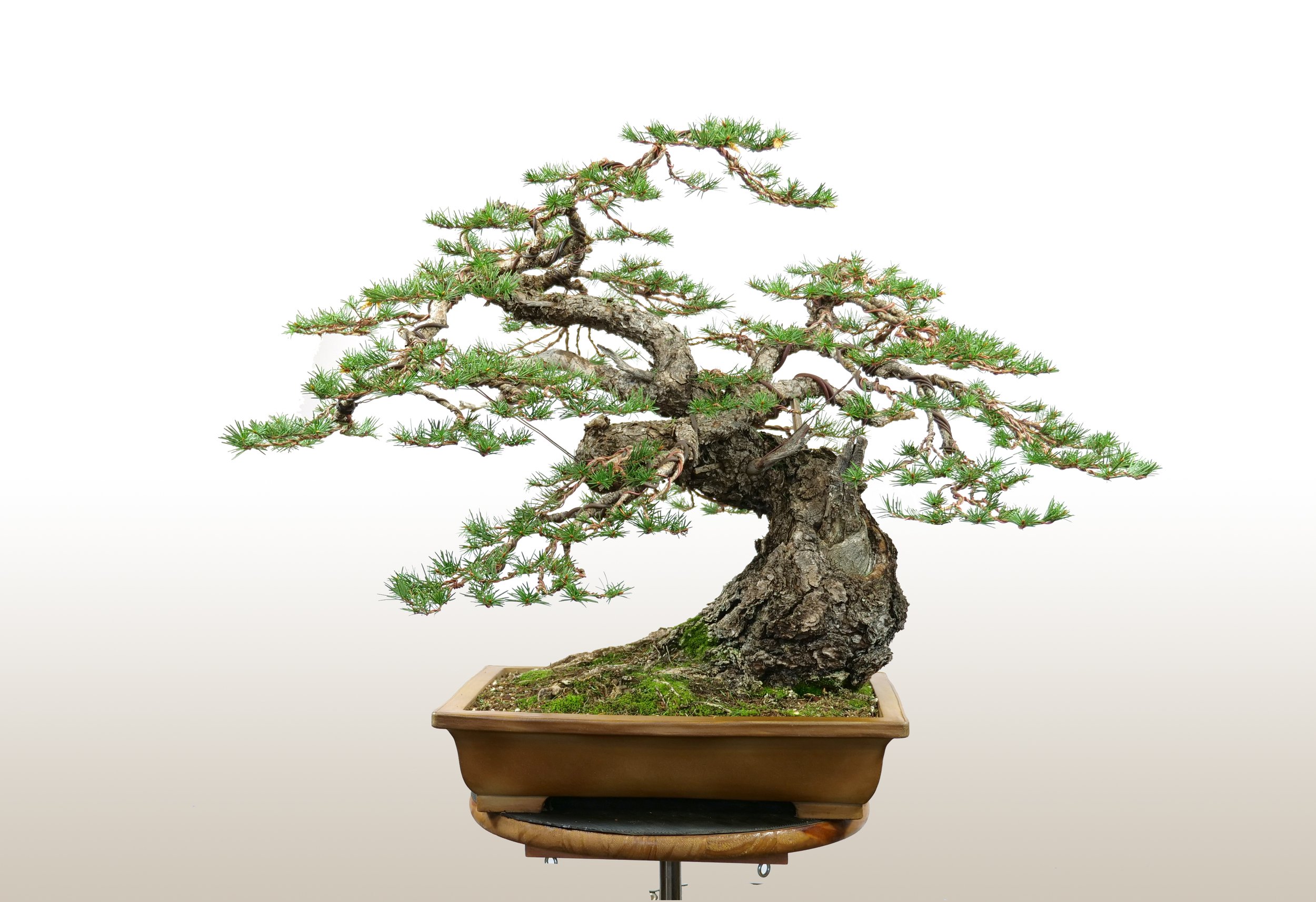 First Branch Bonsai