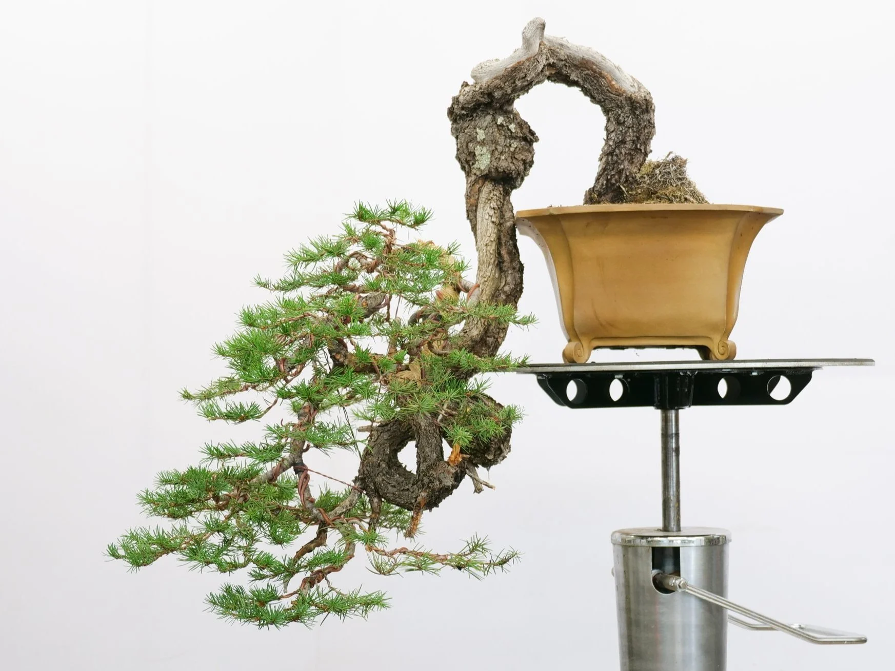 First Branch Bonsai