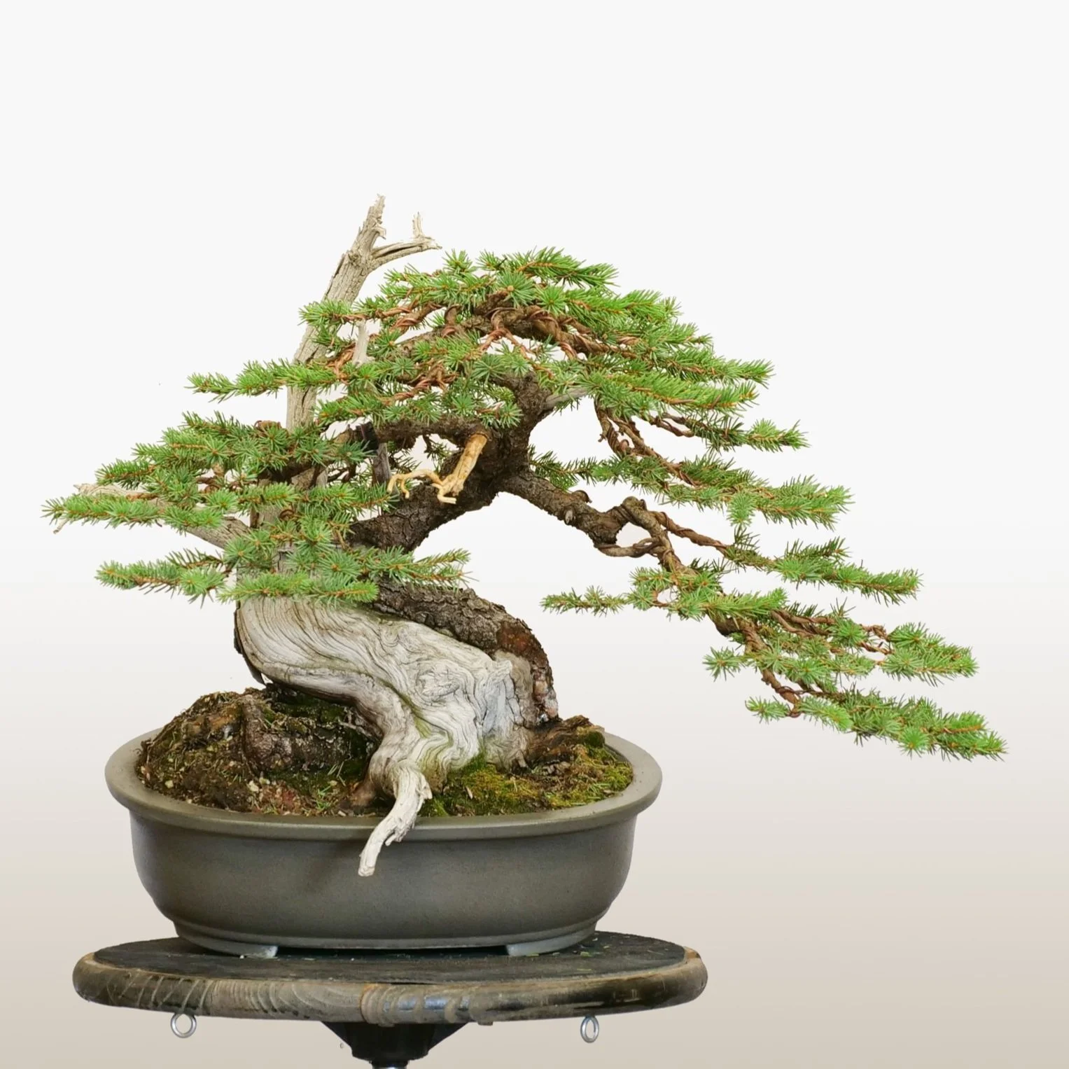 First Branch Bonsai