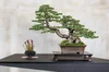 First Branch Bonsai