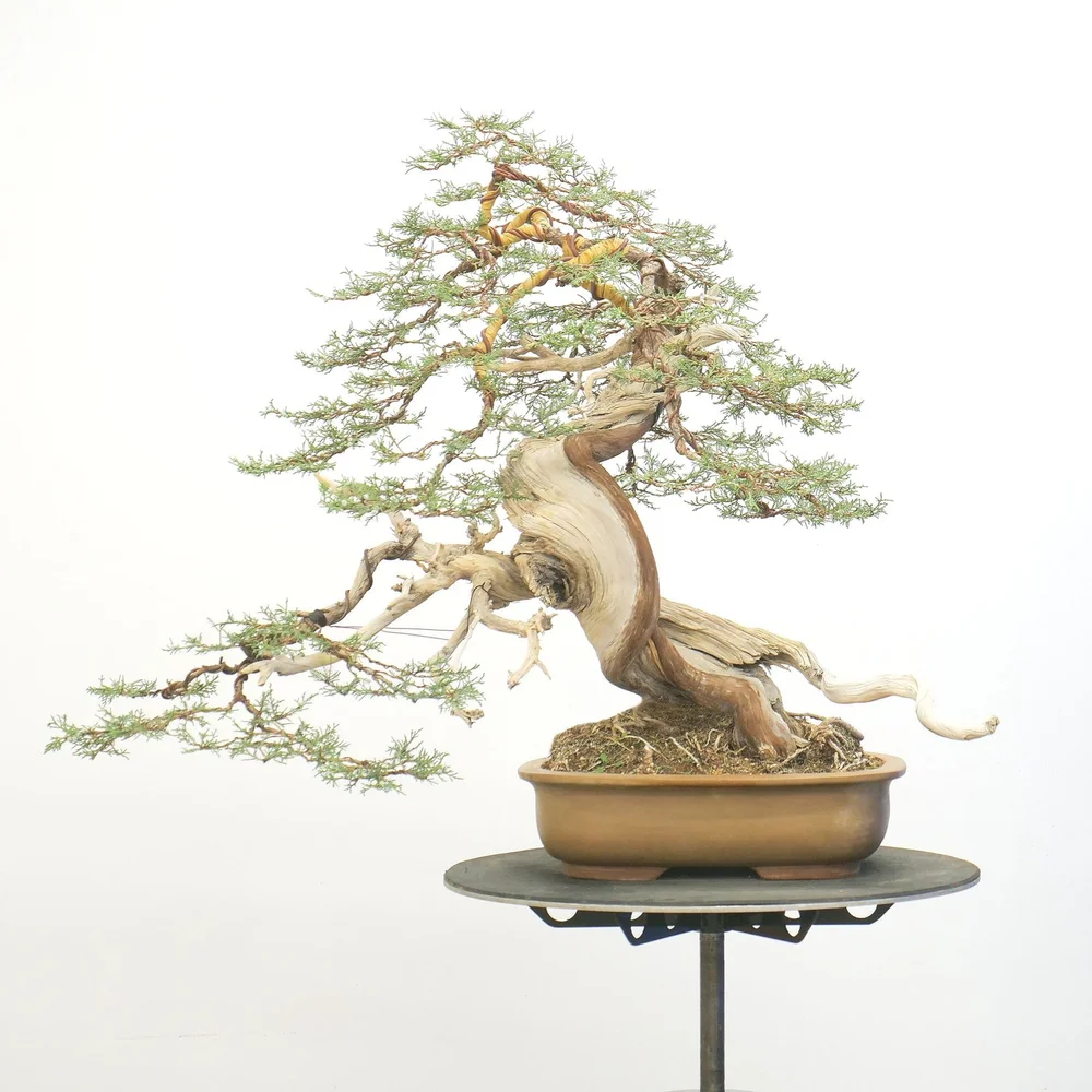First Branch Bonsai