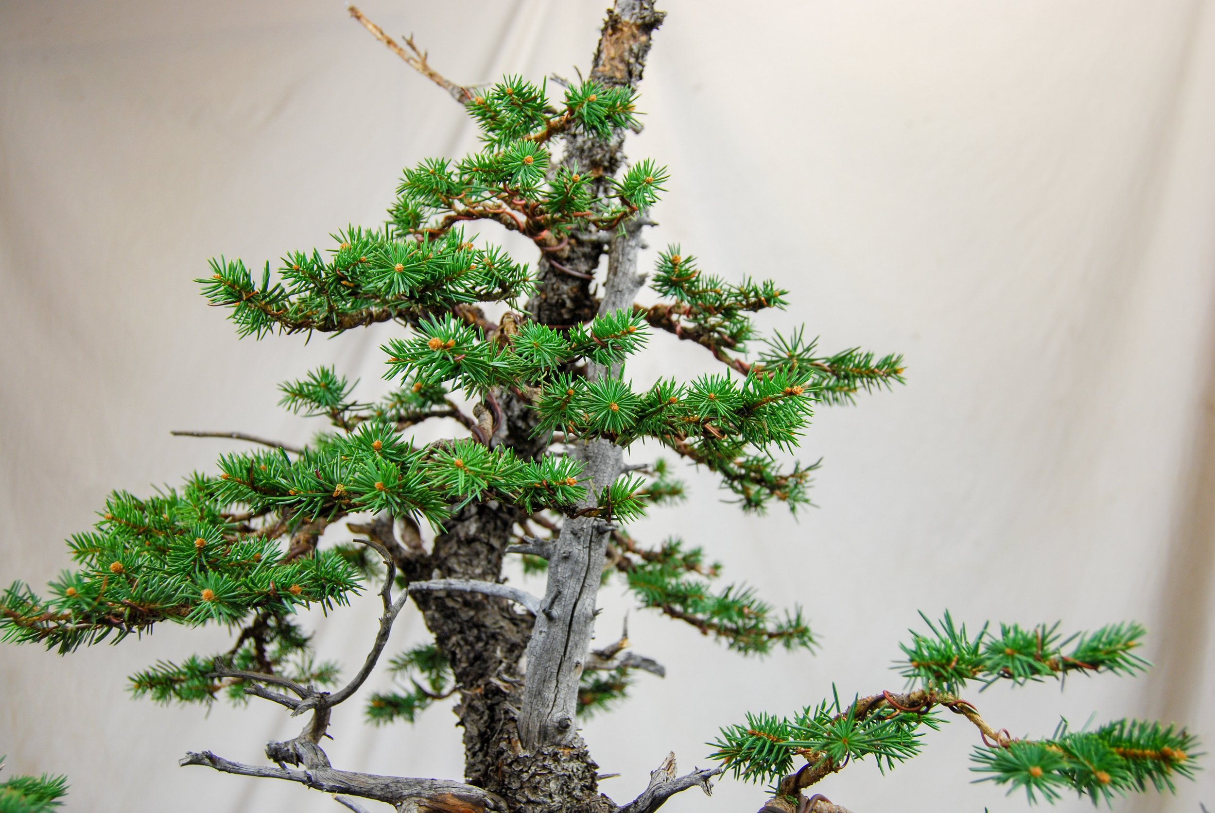 Products — First Branch Bonsai