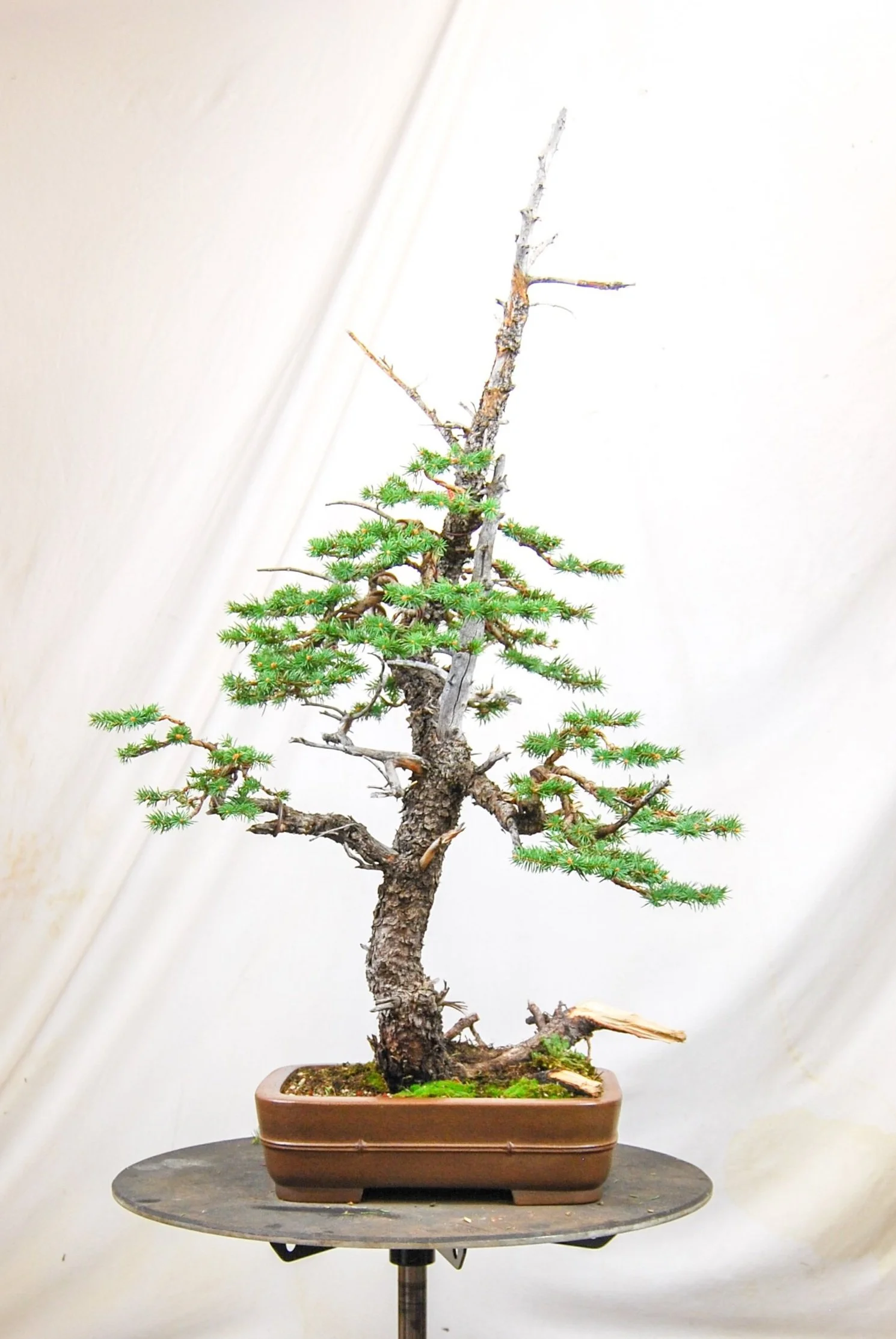 Products — First Branch Bonsai