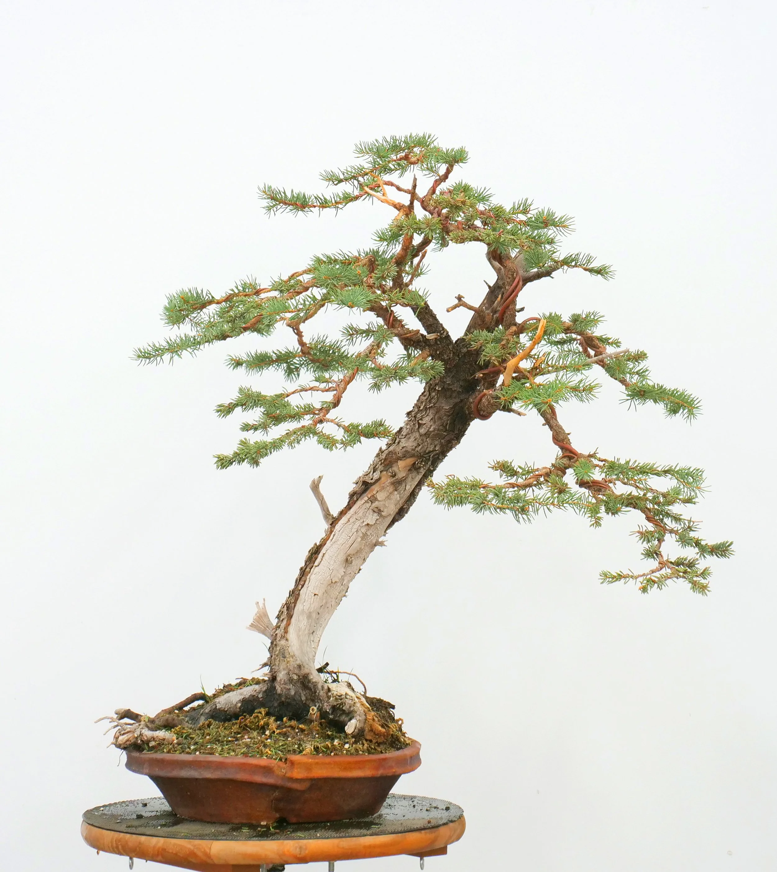 Products — First Branch Bonsai