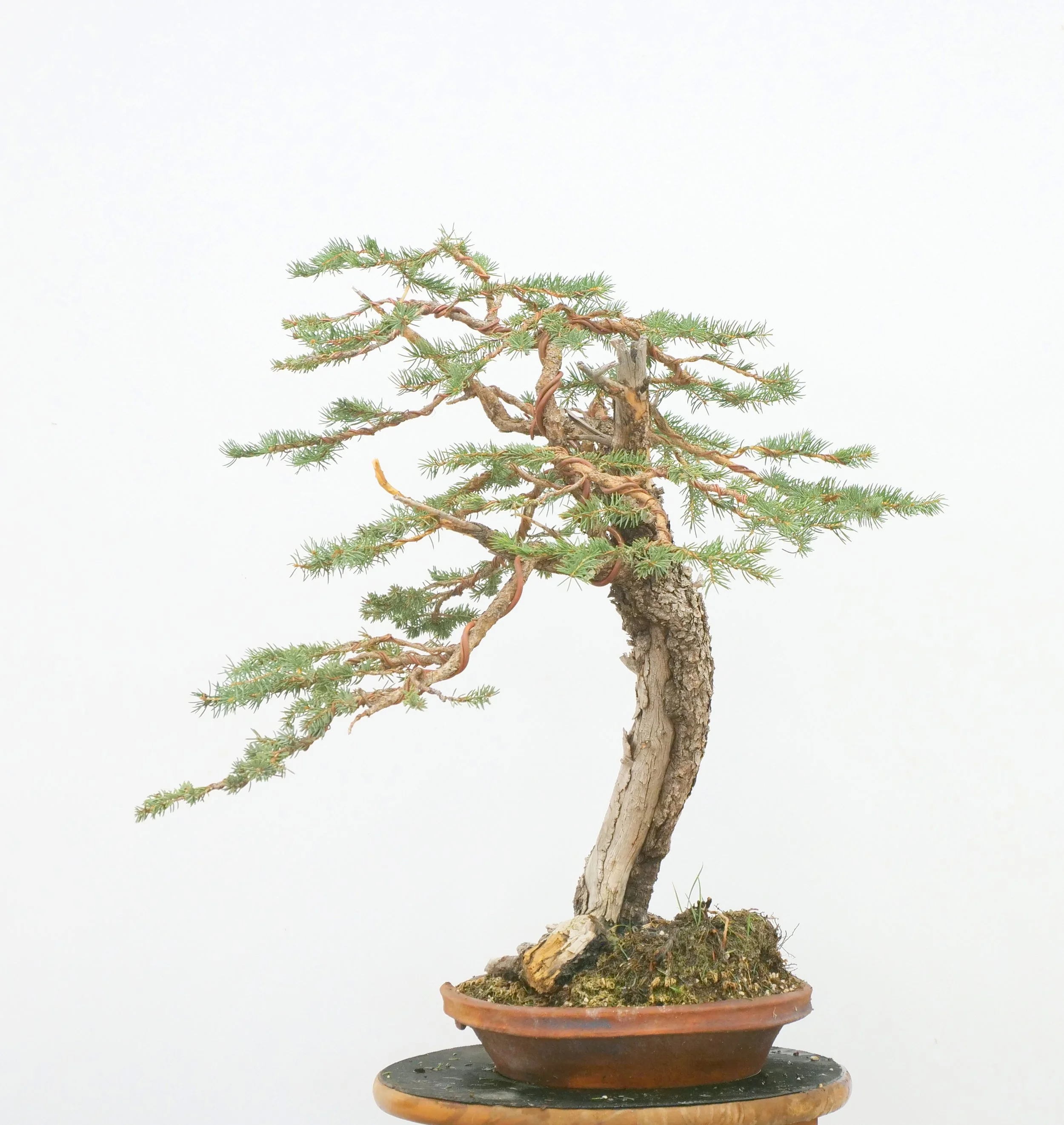 Products — First Branch Bonsai