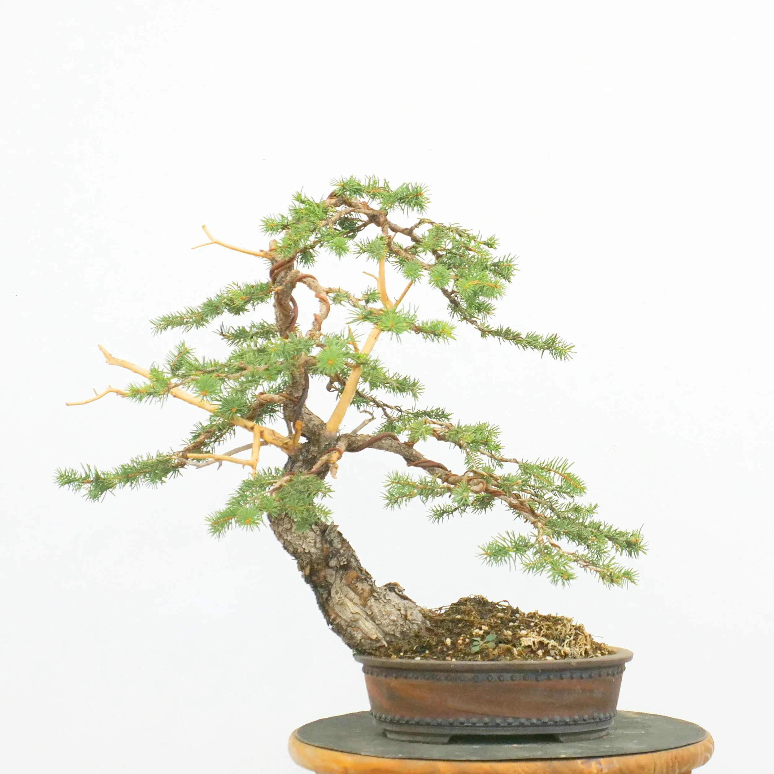 Products — First Branch Bonsai