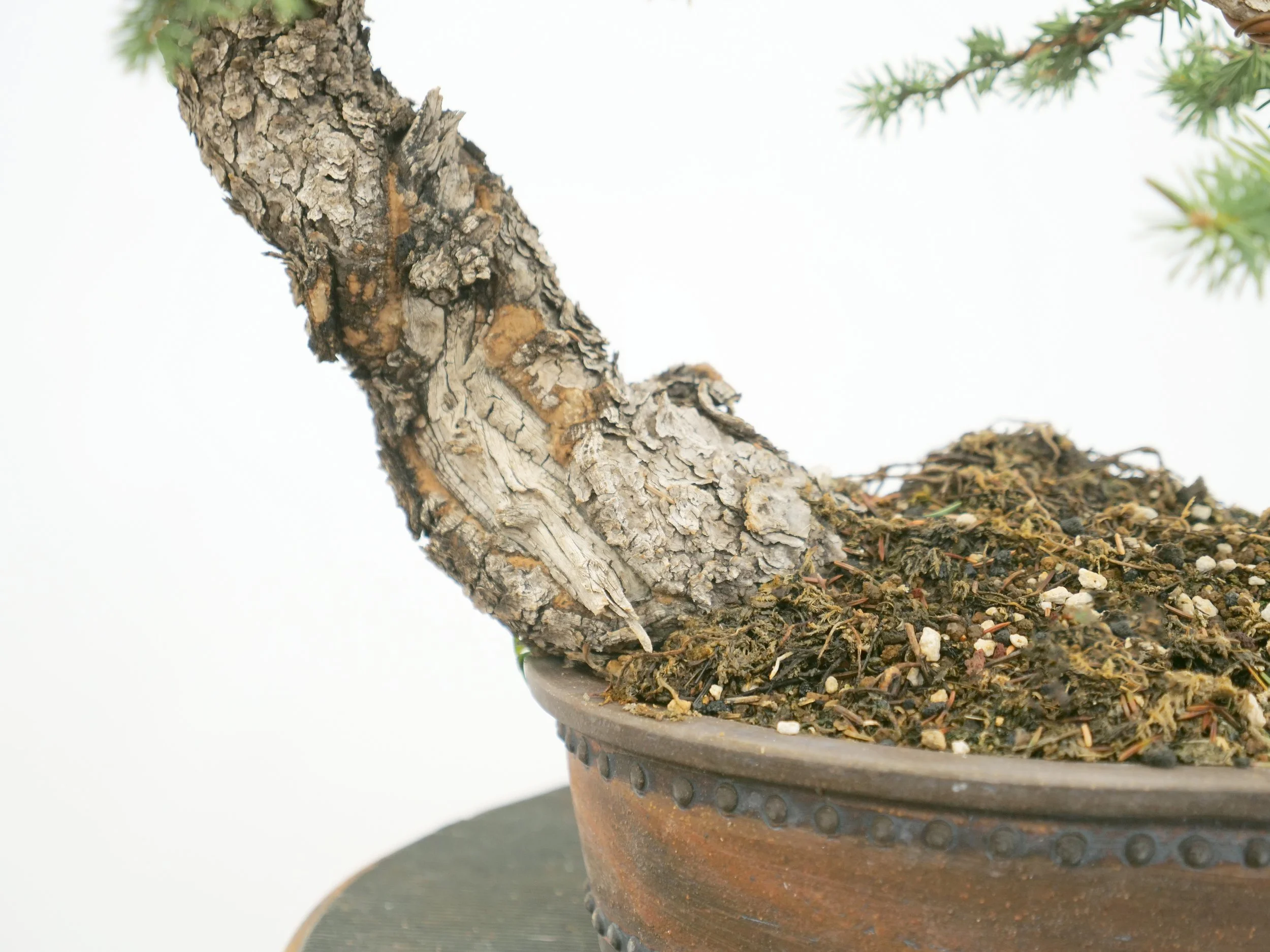 Products — First Branch Bonsai