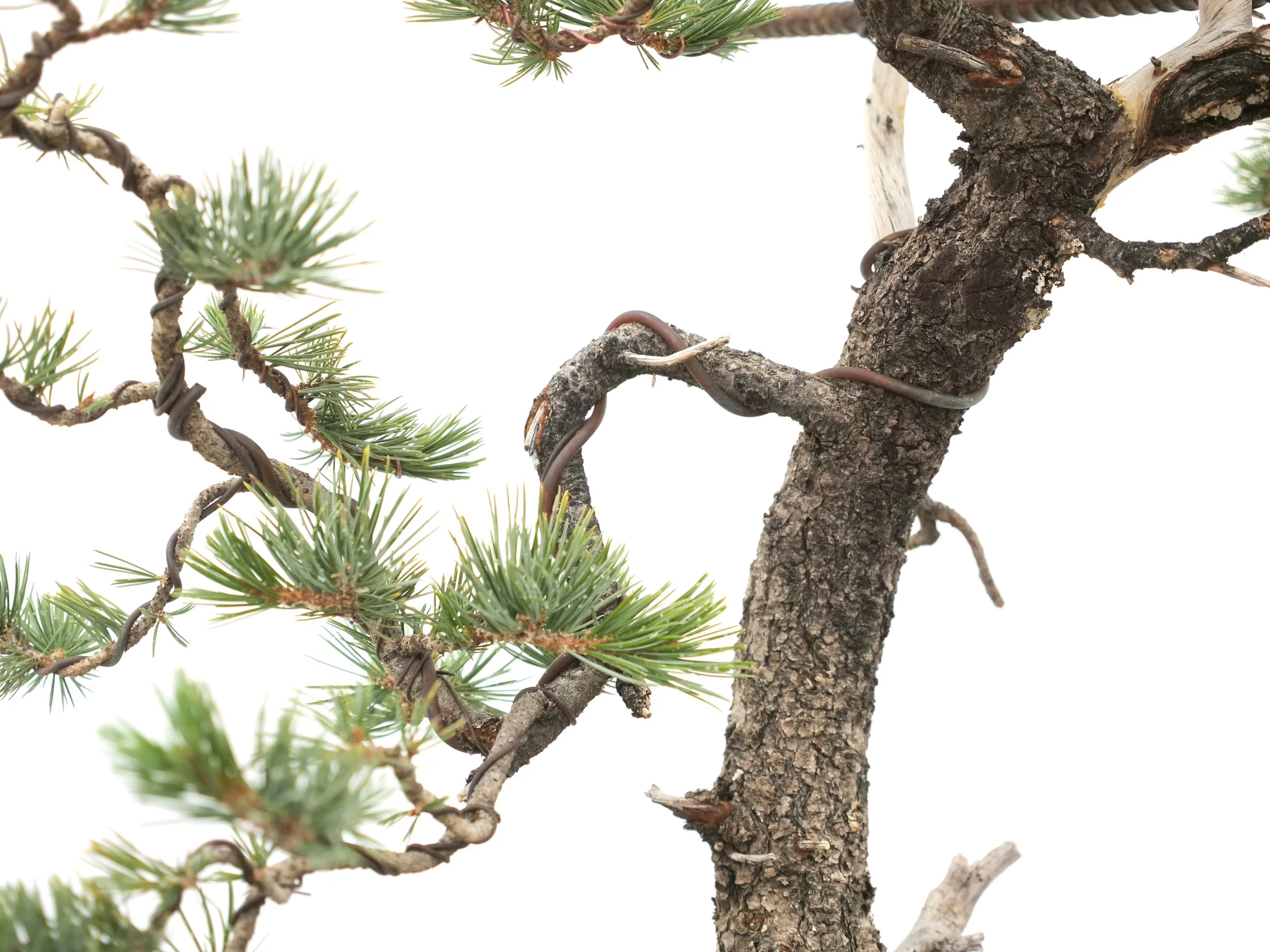 Bristlecone Pine Bonsai