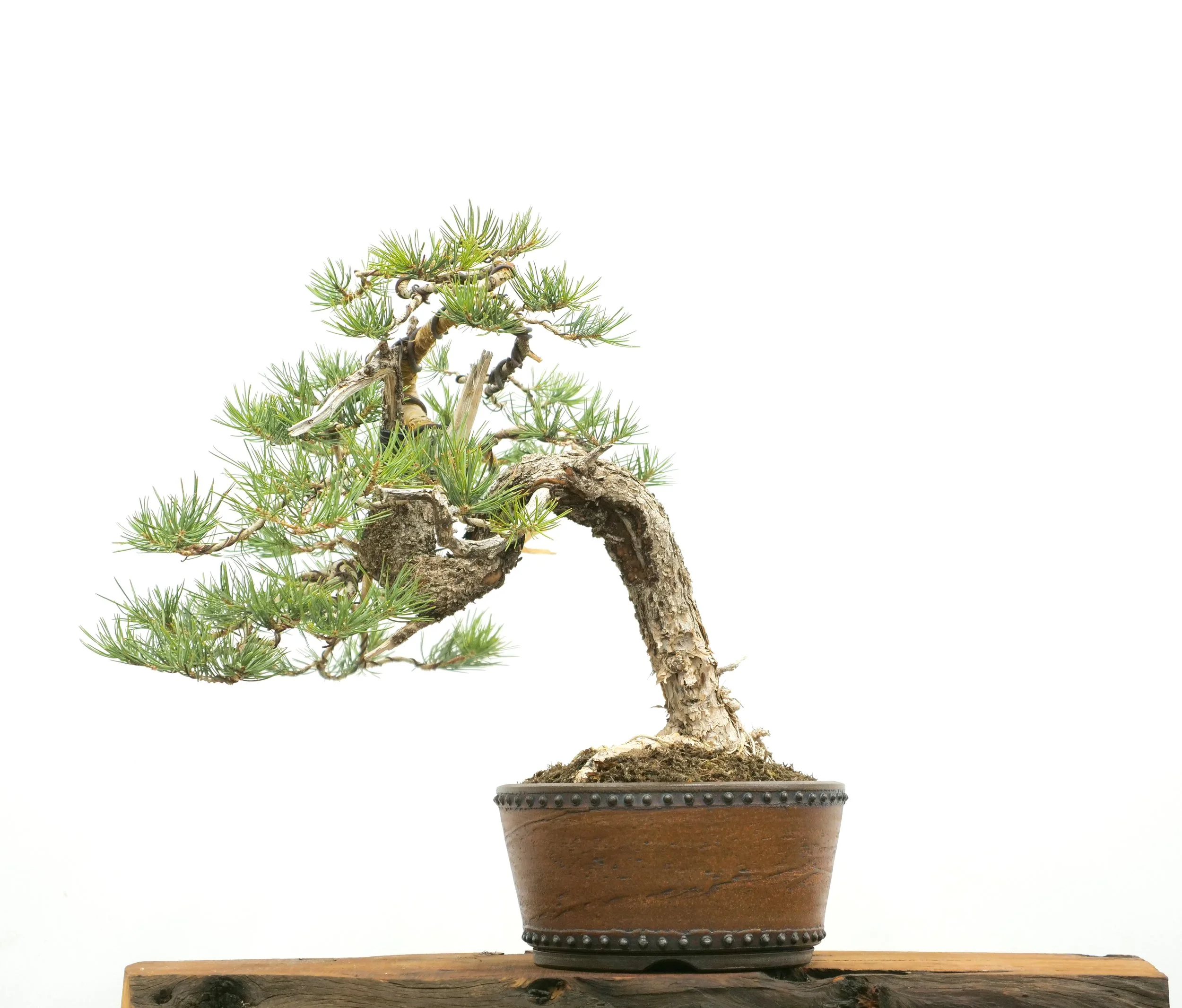 Products — First Branch Bonsai