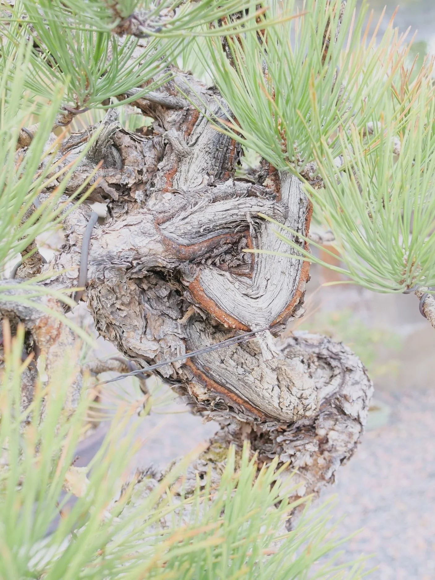 About — First Branch Bonsai