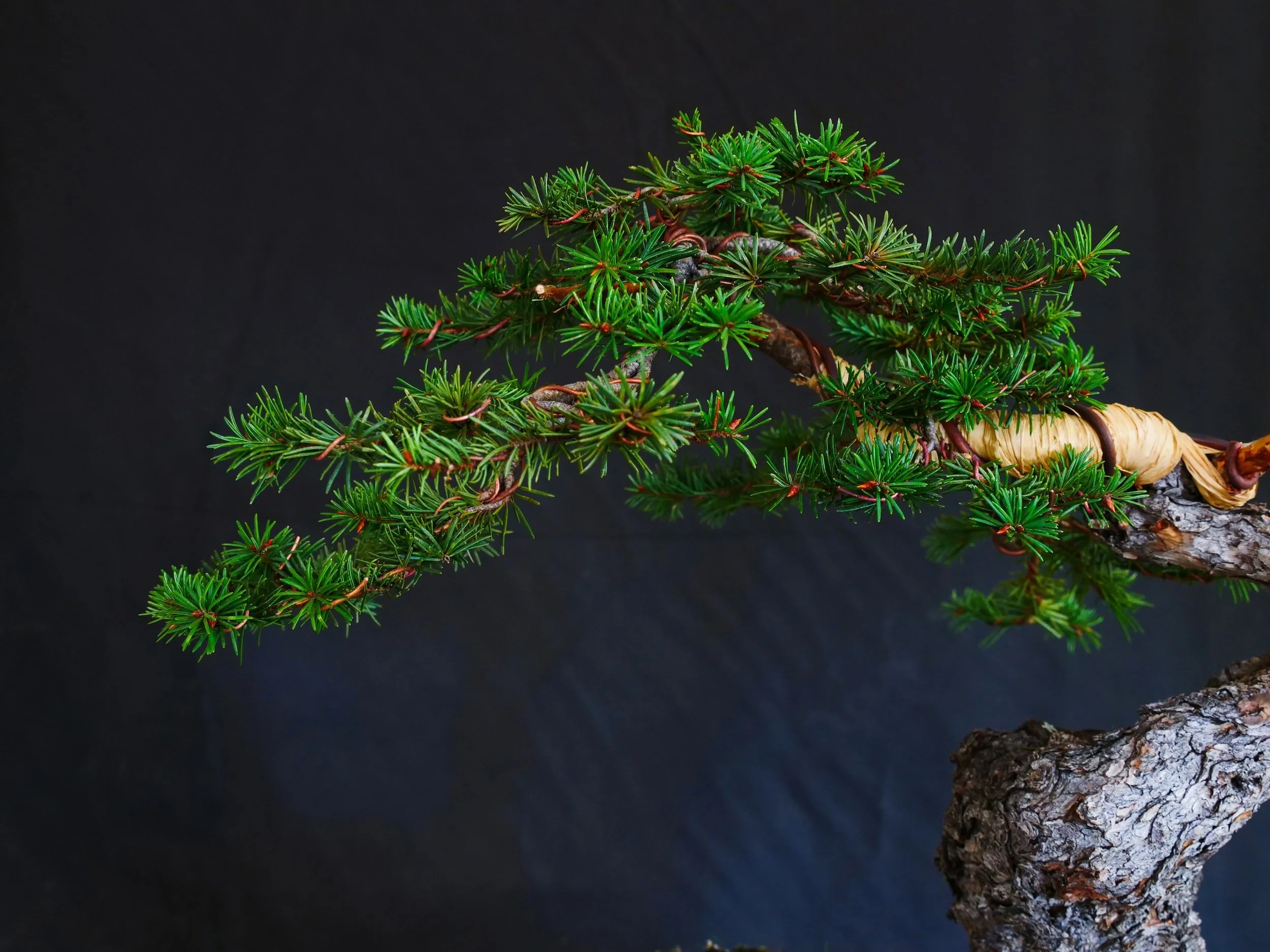 Shop Bonsai Trees — First Branch Bonsai