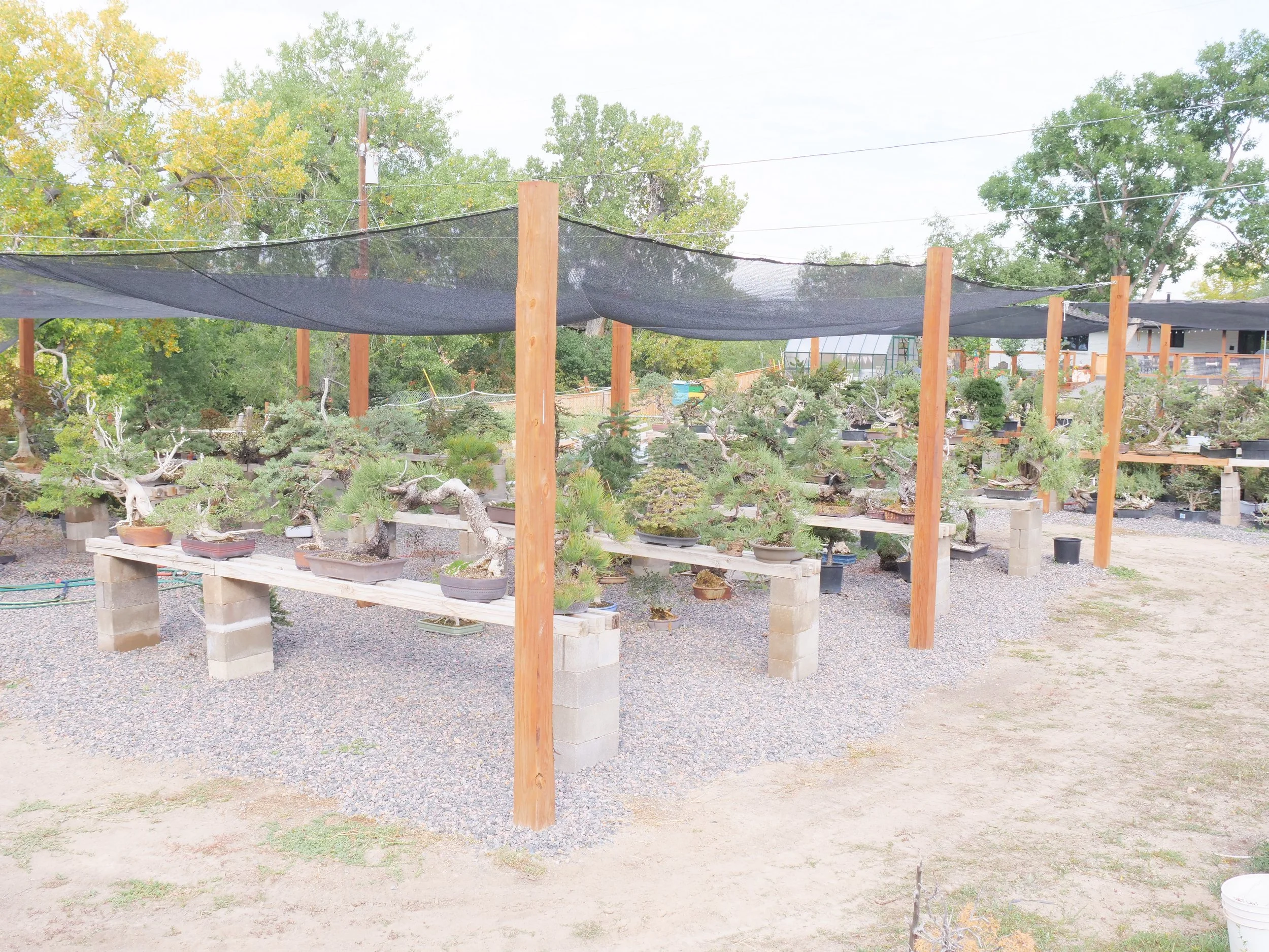 About — First Branch Bonsai